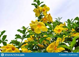 Allamanda Flower Plant With Pot Natural Plant With Free Vegetable Mix ...