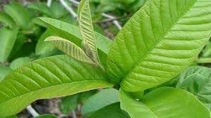 Buy Ayurvedic, Herbal Fresh Guava Leaves, Amrood ke Patte, Payara ...