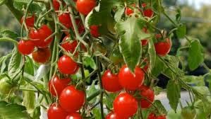 SJ Stocks Live Red Long Tomato/Tamatar Plant With Pot - Healthy Plant ...