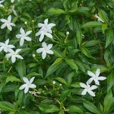 Uniquetree Tagar Flower Live Plant (Thai Variety Healthy Rare Plant ...