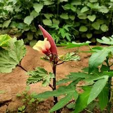 Red lady finger seeds hybrid (40 seeds) : Amazon.in: Garden & Outdoors