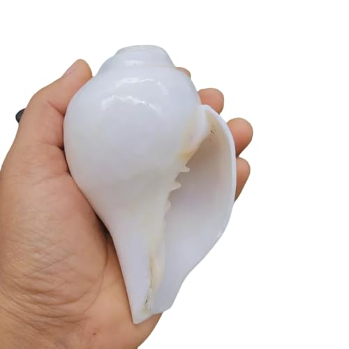 Gangtarang Vamavarthi Shankh – 6 Inch | Authentic Left-Handed Blowing ...