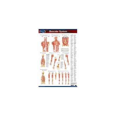 Muscular System Chart Guide - 24 x 36 Laminated Philippines | Ubuy