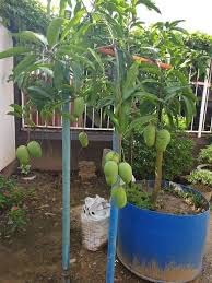THE GREEN VIEW GARDENS Catimon Mango Plant-Grafted Variant Plant Pack ...
