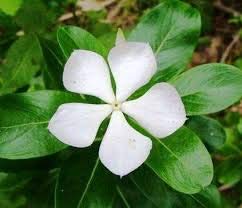 Kanak Nursery Sadabahar-Catharanthus roseus White Flower Plant With Pot ...