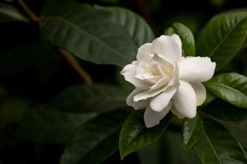 SelpLine | Gardenia Ananta Live Plant (Flower Plant) : Amazon.in ...