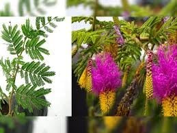 Live Sami Medicinal Plant Cineraria Prosopis Banni Maram Jami Shami ...