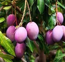 Uniquetree Vanraj Mango Live Plant (Canadian Variety Healthy Rare Plant ...