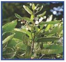 Buy Kapebonavista bhilawa Semecarpus anacardium plant Online at Low ...