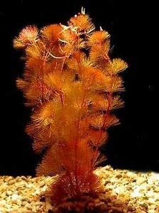 Buy PREMIER S Red Cabomba (Cabomba Furcata) LIVE Aquarium s Online at ...
