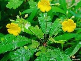 VENUS-ONLINE Mukkutti - Biophytum Sensitivum - Little Tree Plant Exotic ...