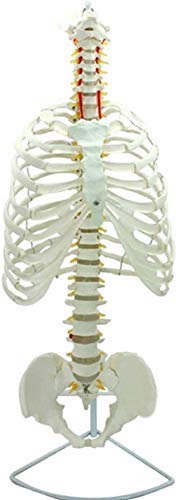 Buy Life Size Spinal Cord Model with Vertebrae, Human Spine Thoracic ...