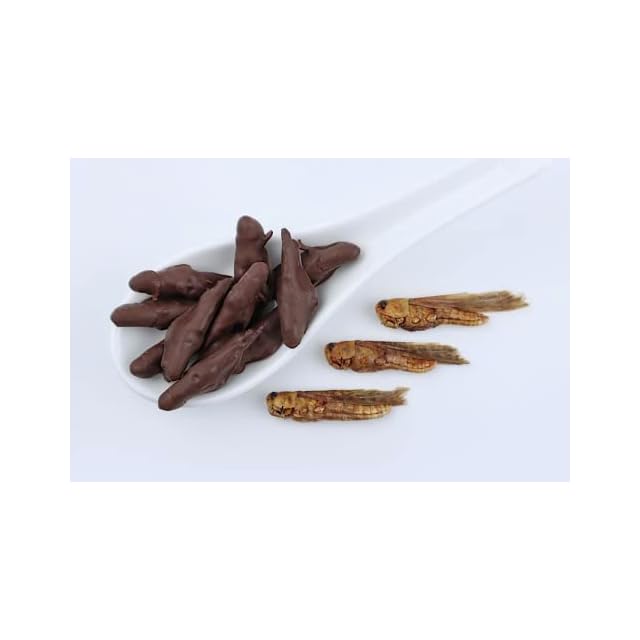 Insect Snacks and Candies