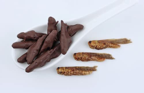 Insect Snacks and Candies