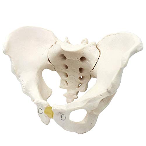 Buy Anatomy Model, Pelvic Anatomical Model- Male Pelvis Model- PVC ...