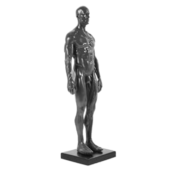 ULDIGI Anatomía Ósea Modelos Modelo De Estructura Muscular Modelo ...