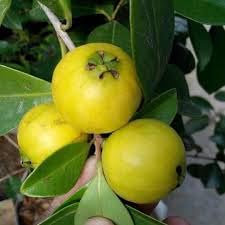 Sweet & Hybrid Yellow Strawberry Guava Plant (GRAFTED) Yellow Cattley ...
