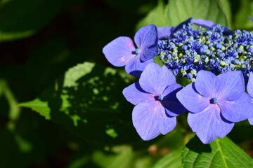 SelpLine | Blue Pentas Flower Plant - Ornamental Plants Yard Office ...
