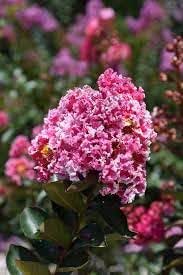 Amazon.com : Crape Myrtle Raspberry Sundae | 1 Extra Large 3 Gallon ...