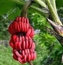 Chenkadali/Red banana- VENUS-ONLINE Red Banana Plant, Red Chakrakeli ...