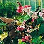 Amazon.com : Dolichos lablab 'Ruby Moon' â€"Annual Seeds â€" Sun ...