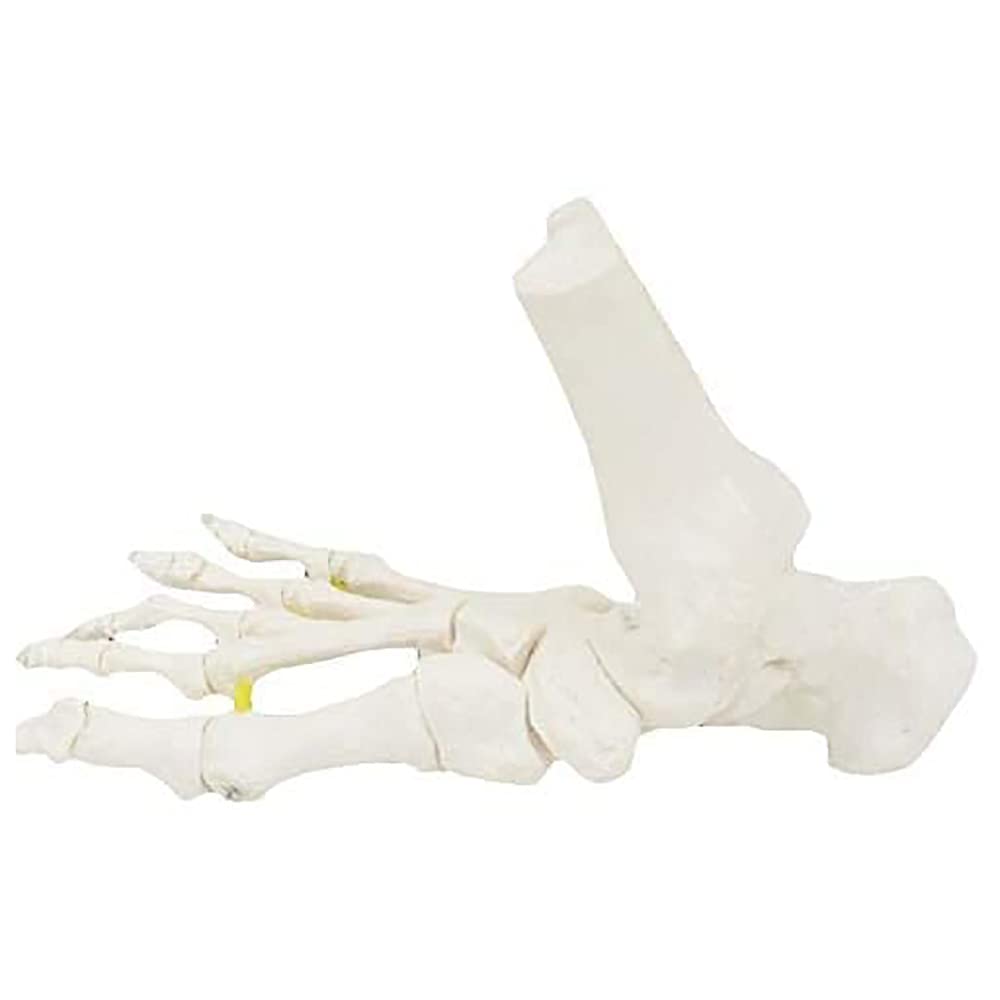 Buy Human Foot Ankle Joint Model, Anatomical Foot Model, Life Size Foot ...