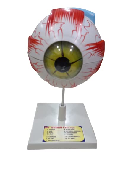 Human Eye 7 Parts on Stand (Large Size) Brand OM Labs : Amazon.in ...