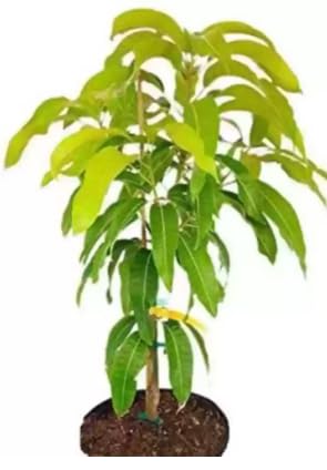 Thailand All Time Big Mango Plant All Time Mango Grafted Healthy Live ...