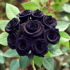 Black rose plant live (Pack of 2) : Amazon.in: Garden & Outdoors
