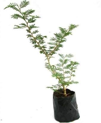 Shami Plant for Home : Amazon.in: Garden & Outdoors