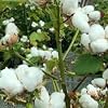 Kapas cotton seeds,100% germination (210 seeds) : Amazon.in: Garden ...