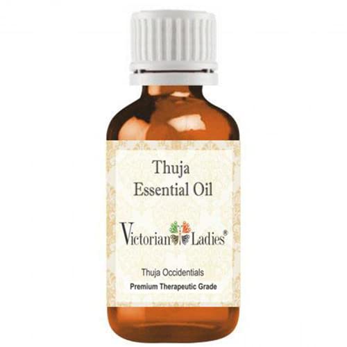 Victorian Ladies Thuja Essential Oil (Thuja occidentalis) Steam ...