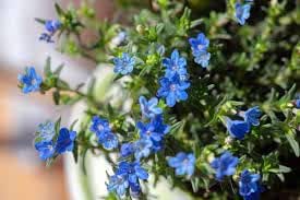 Amazon.com : New Fresh 20pcs Lithodora Flower Seeds Generic : Patio ...