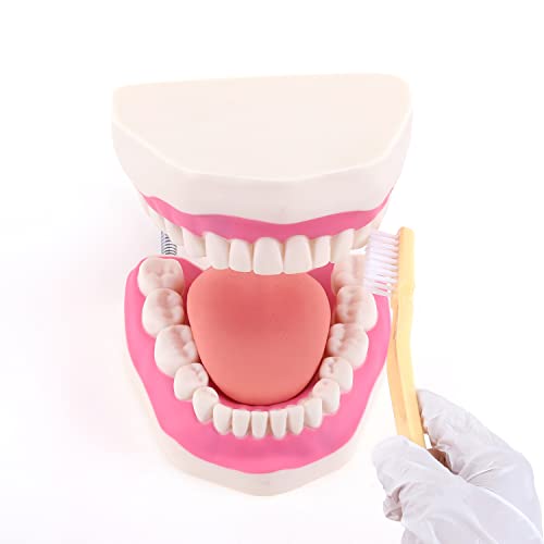 Dental Mouth Model, 6 Times Enlarge Anatomical Mouth Teaching Model ...