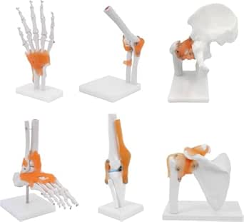 6-delige Menselijk Gewricht Model Anatomie Set, Levensgroot Schouder ...