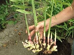 UJJAISEEDS original kerala Ginger Plant Rhizomes (Curcuma longa) kerala ...