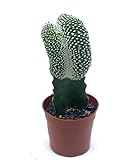 Notocactus