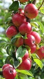 Oxygreenplant Hariman 99 varieties Apple,Seb,Sebu, Bilaiti heitup ...