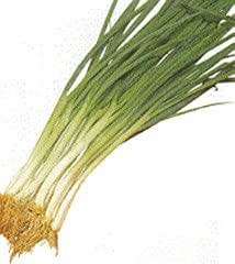 Amazon.com : Honeyman Farms 4049 Bunching Onion Tokyo Long White Seed ...