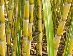 zumari 10 Sugarcane Plant Seeds : Amazon.co.uk: Garden