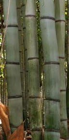Amazon.com : 8-15" Phyllostachys Giant Blue Henon-Giant Gray Bamboo ...