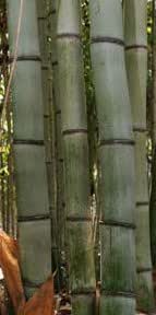 Amazon.com : 8-15" Phyllostachys Giant Blue Henon-Giant Gray Bamboo ...