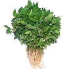 Bathua Seeds Vegetable Seeds For Winter Season pack of 30 seeds ...