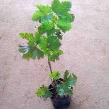 THE GREEN VIEW GARDENS Exotic Live Fruit Plant Black Grape Plant ...