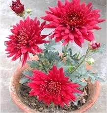 Guldaudi flower seeds mix (pack of 50) : Amazon.in: Garden & Outdoors