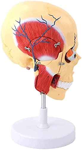 Buy Anatomy Model, Human Masticatory Muscle Model - Human Skull Brain ...