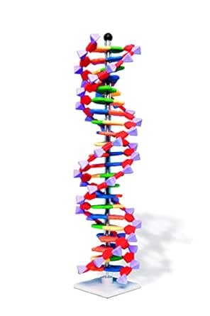 Amazon.com: Molymod DNA Double Helix Model, 22 Segments, miniDNA Kit ...