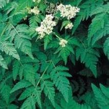 Amazon.com : Herb Seeds - Sweet Cicely - 40 Seeds : Flowering Plants ...