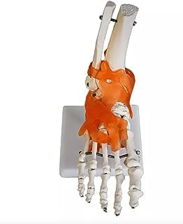 E-MEDI - Human Foot Joint Model with Ligaments For Best Teaching Tool ...