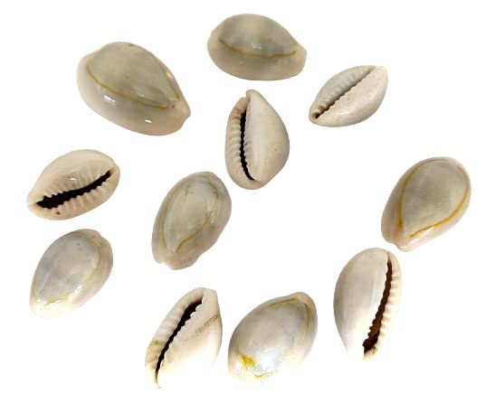 DEVAMA THE DIVINE Mantra Siddha Laxmi Kaudi/Kowdi/Cowrie/Koudi for ...